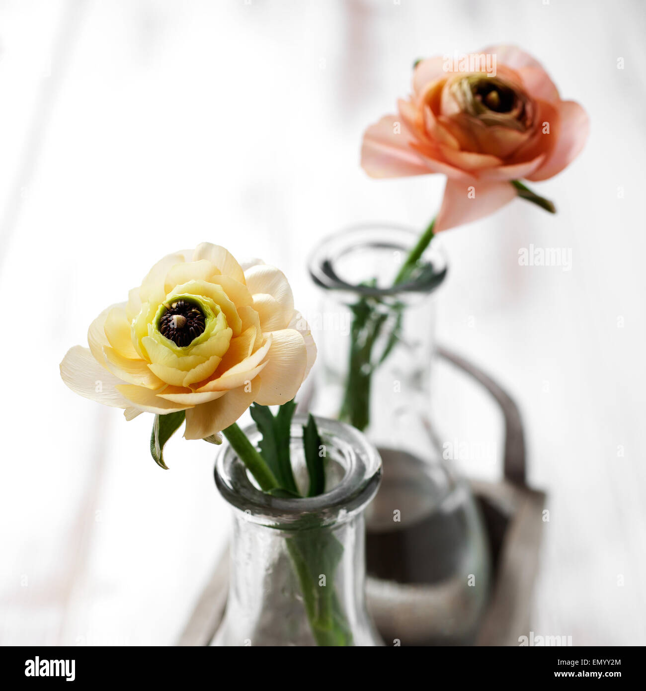 Ranunculus in pale yellow and orange Stock Photo - Alamy