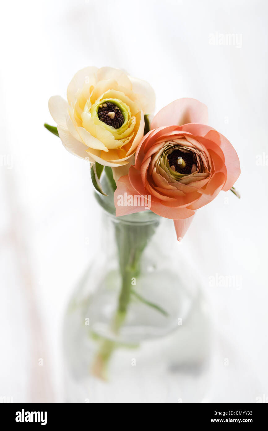 Ranunculus in pale yellow and orange Stock Photo - Alamy