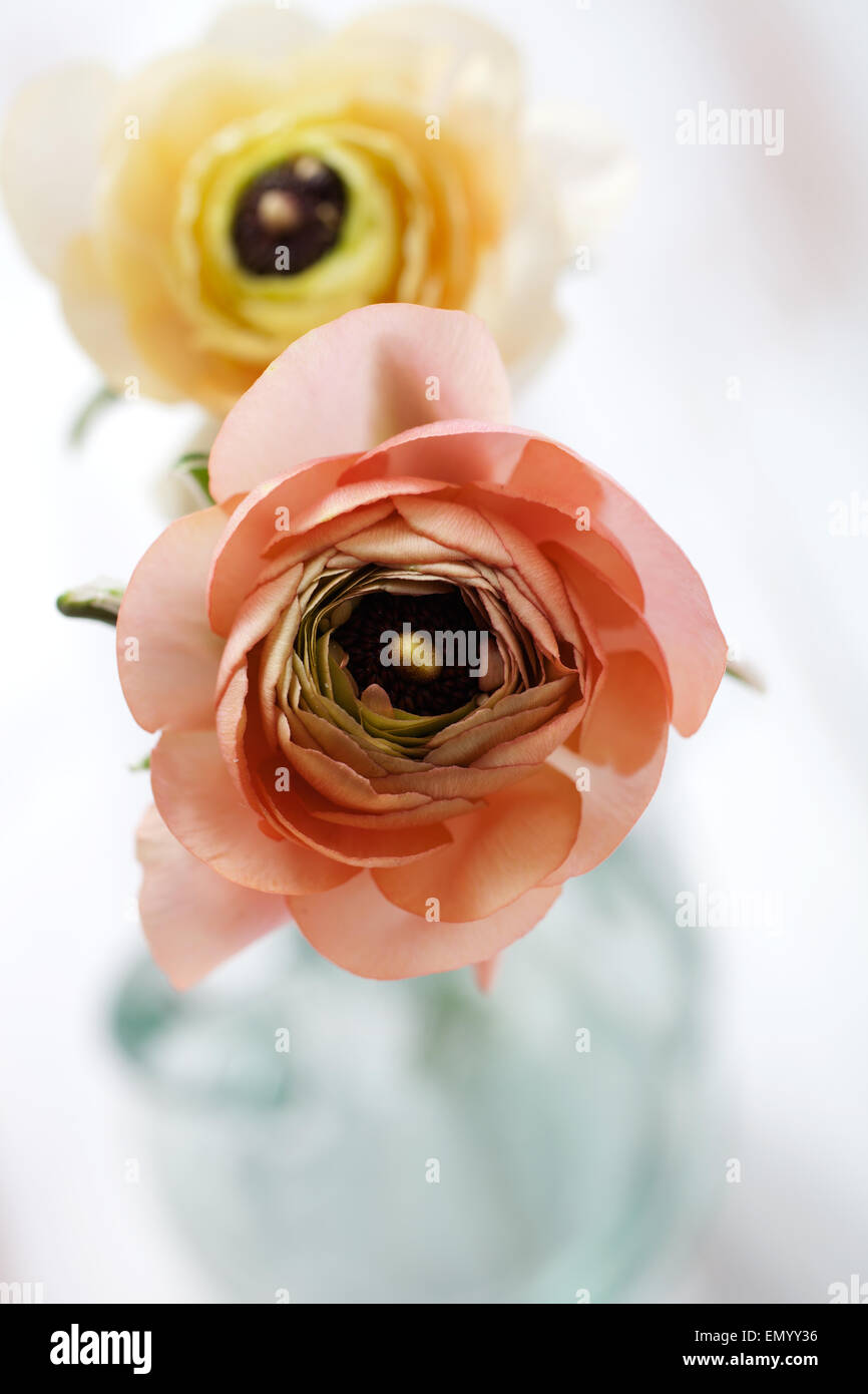 Ranunculus in pale yellow and orange Stock Photo - Alamy