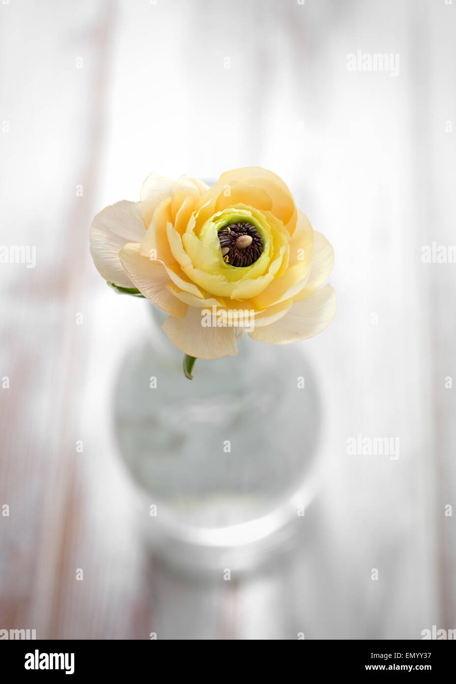 Ranunculus in pale yellow and orange Stock Photo - Alamy