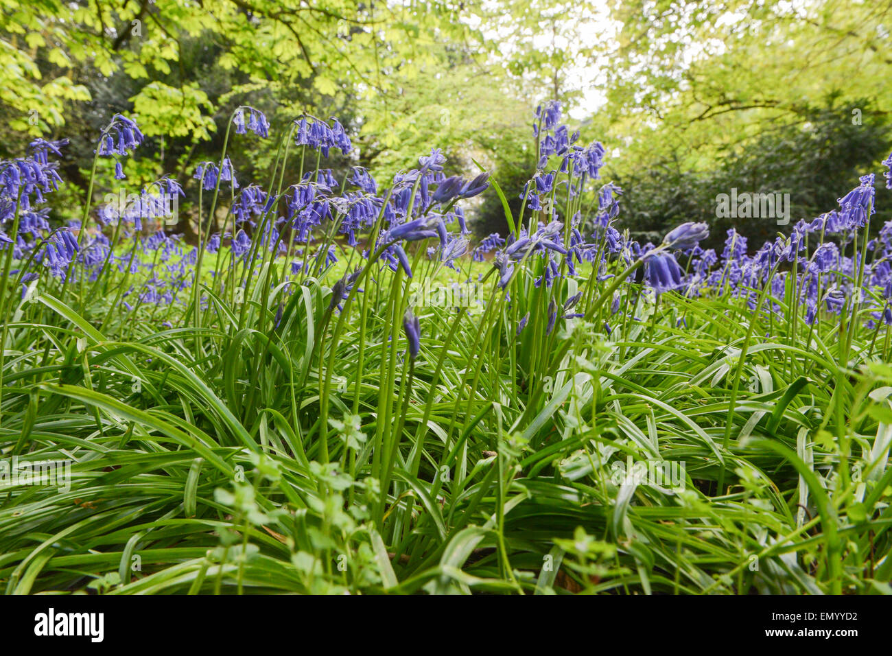 Bluebells in bloom in woods Stock Photo - Alamy