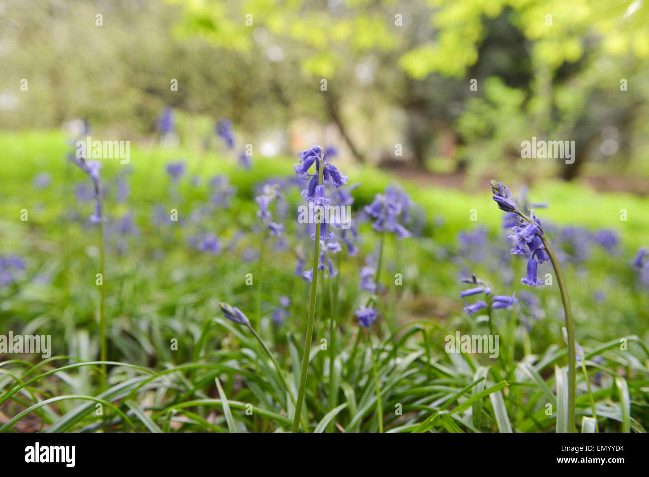 Bluebells in bloom in woods Stock Photo - Alamy