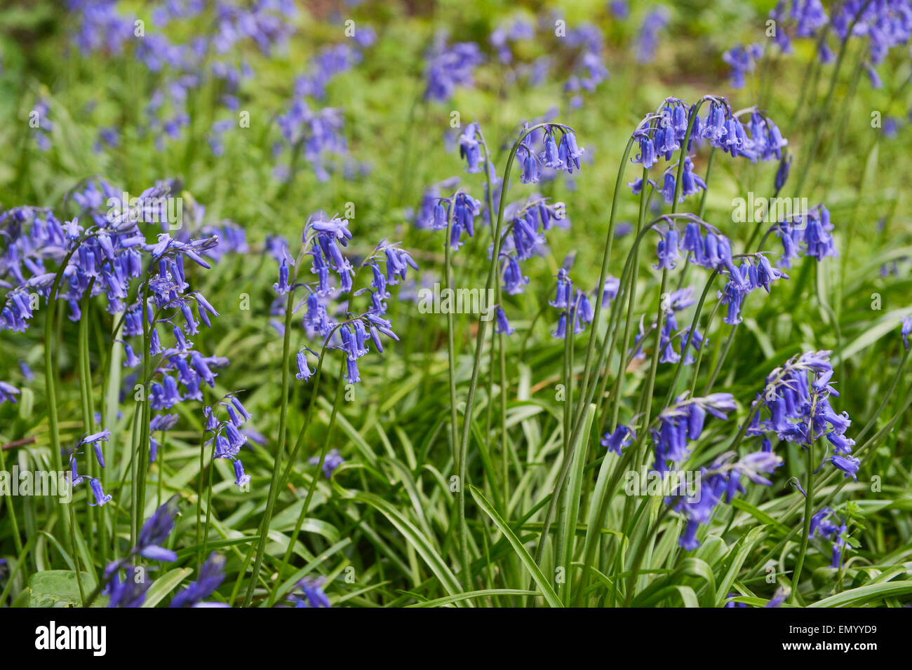 Bluebells in bloom in woods Stock Photo - Alamy