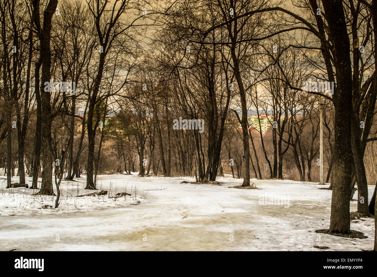 Black trees set in a winter forest with no sunlight Stock Photo - Alamy
