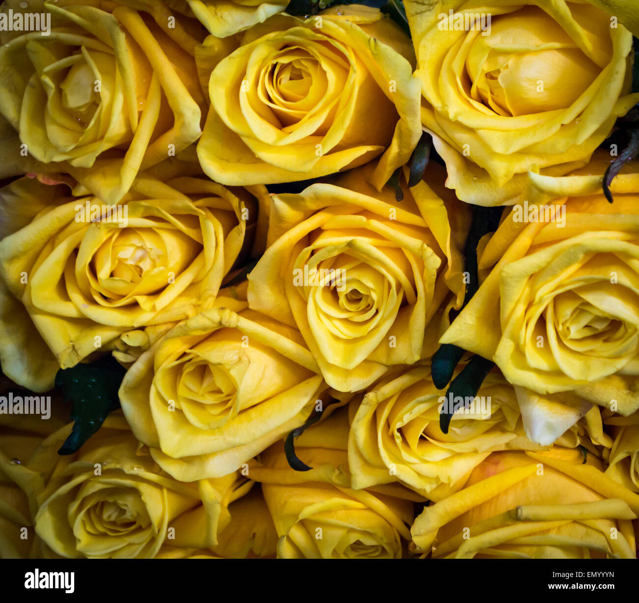 Roses patterns hi-res stock photography and images - Alamy