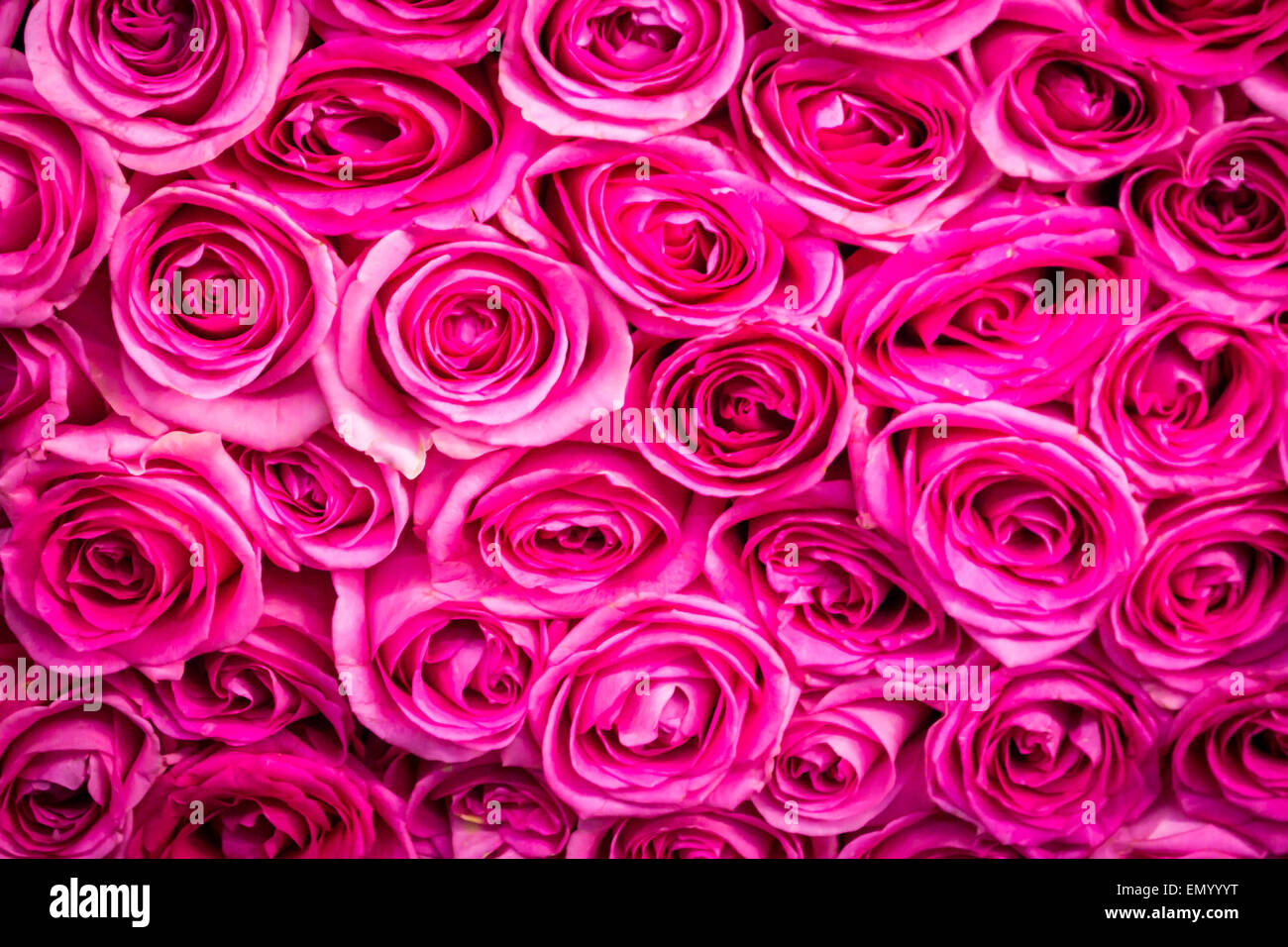Groups of roses form a repeating floral pattern and symmetry Stock ...
