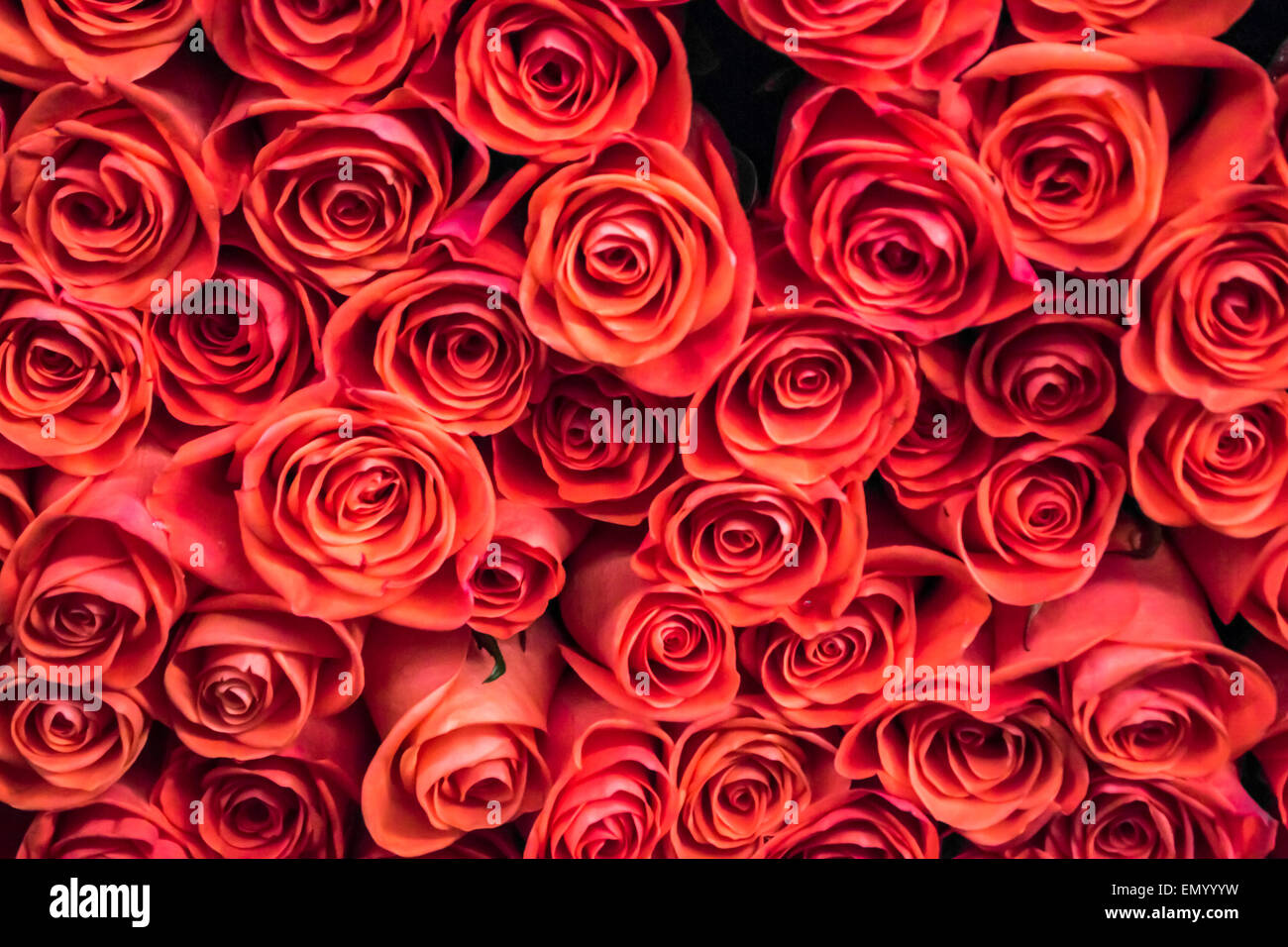 Groups of roses form a repeating floral pattern and symmetry Stock ...