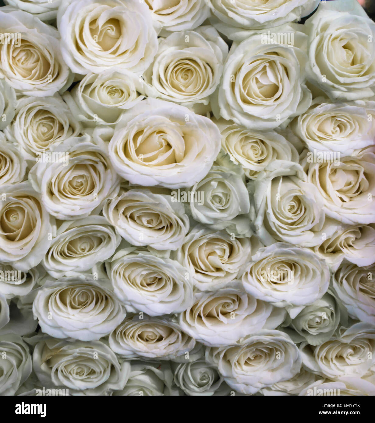 Groups of roses form a repeating floral pattern and symmetry Stock ...