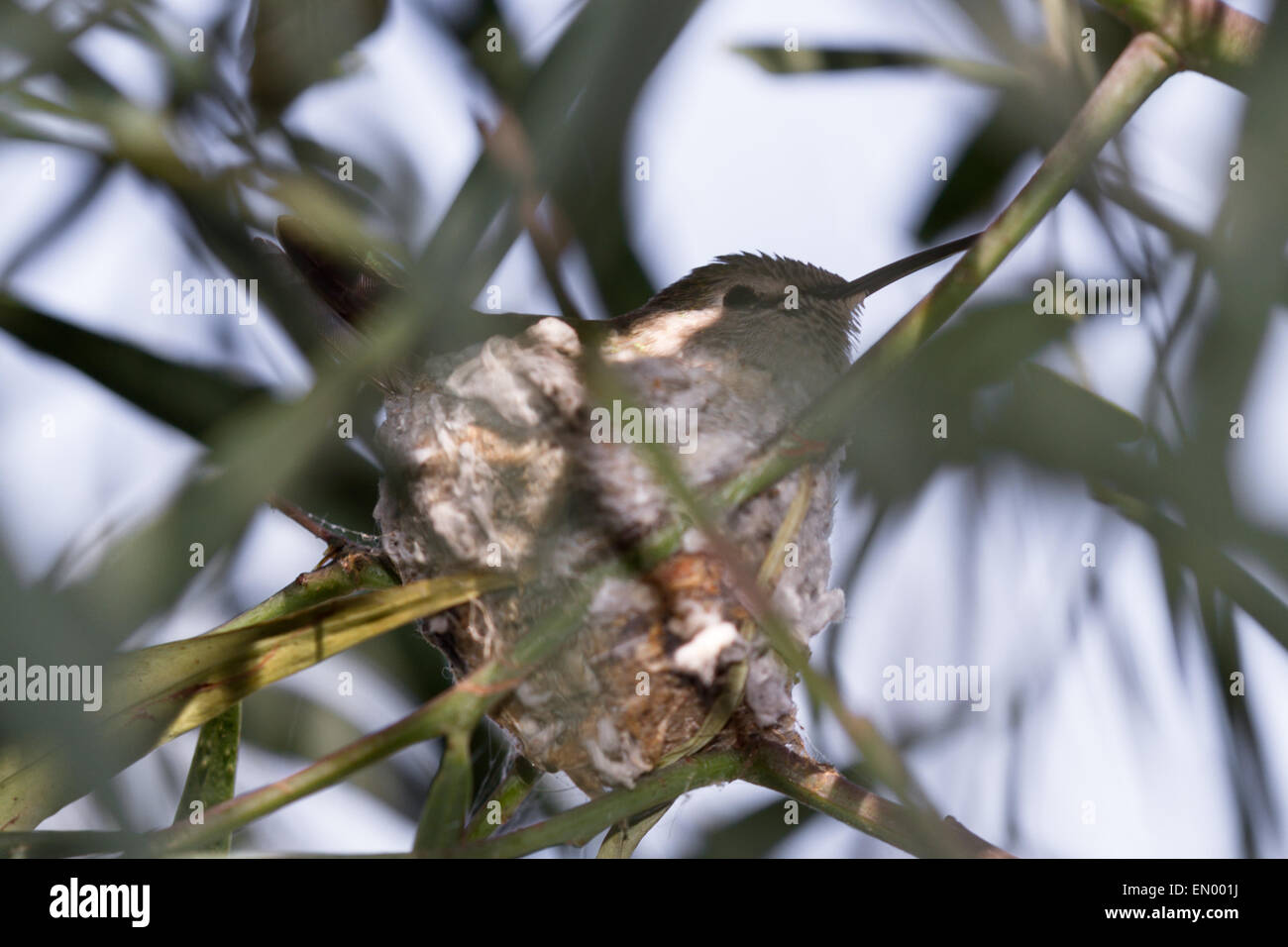 A female Anna's Hummingbird nesting in the Californian desert Stock ...