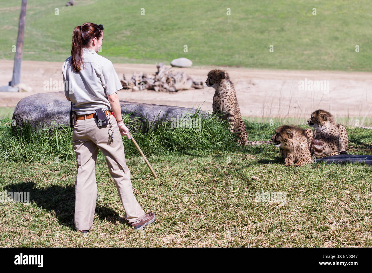 San Diego Zoo Safari, Escondido, California - March 04 : zoo keepers ...