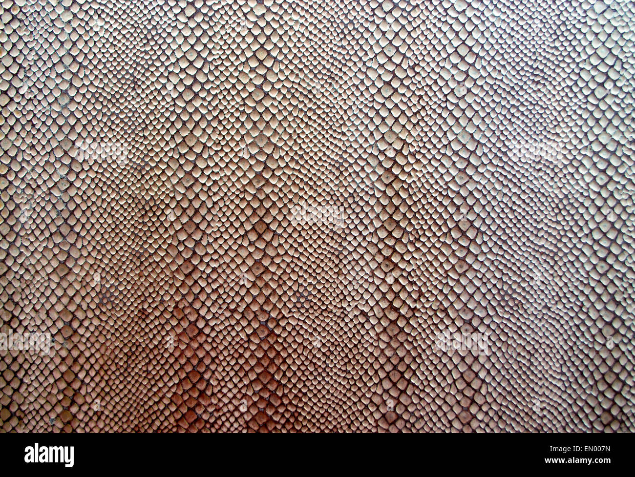 Fake snake hi-res stock photography and images - Alamy
