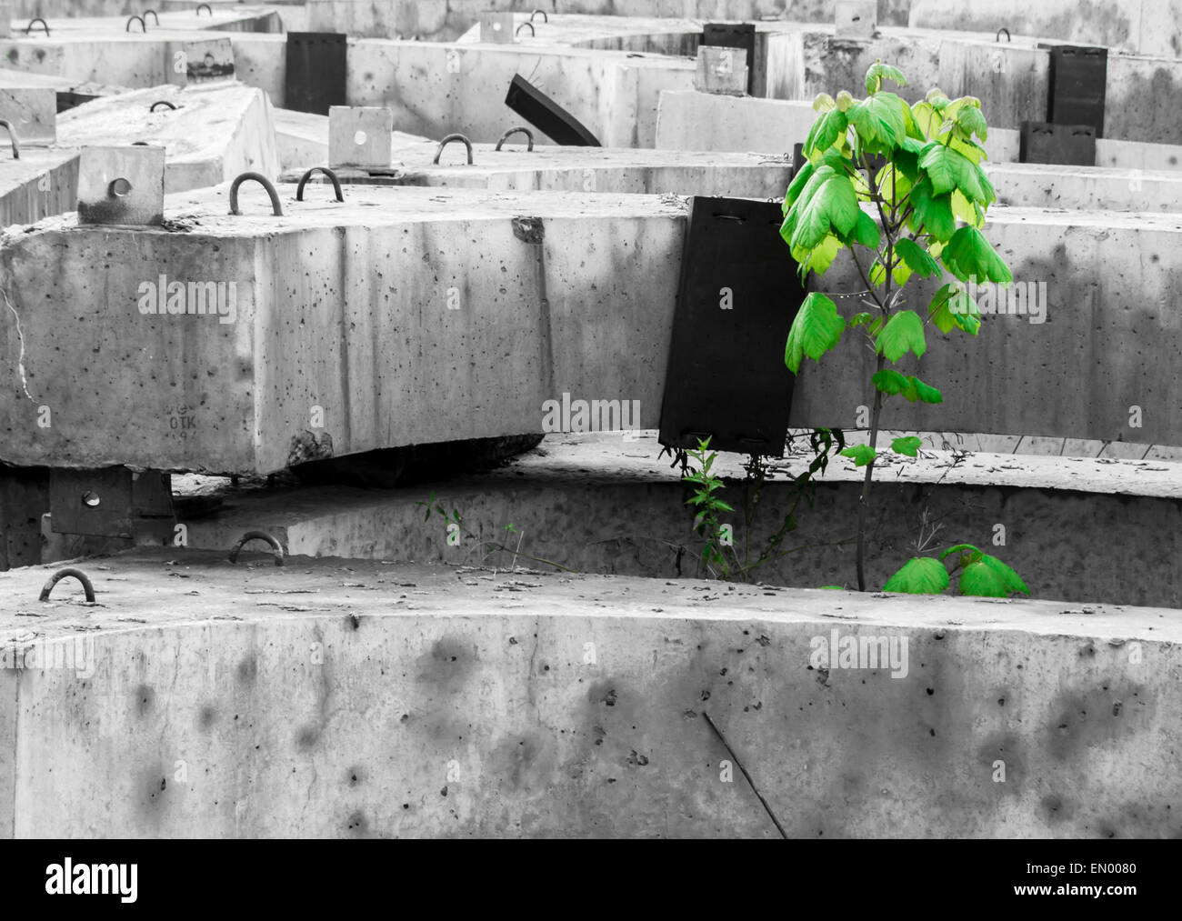 Out of the concrete hi-res stock photography and images - Alamy