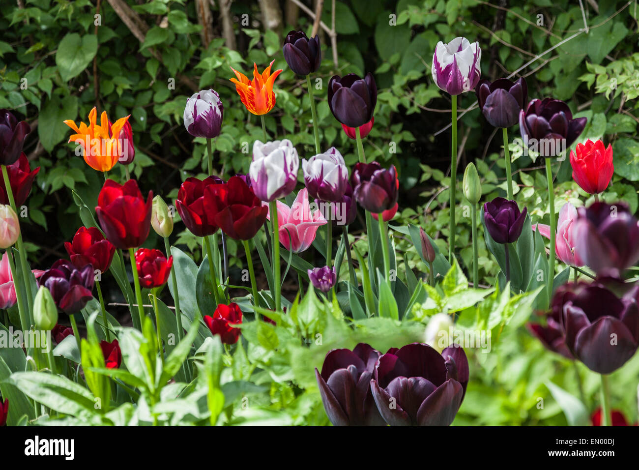 Random Planting High Resolution Stock Photography and Images - Alamy