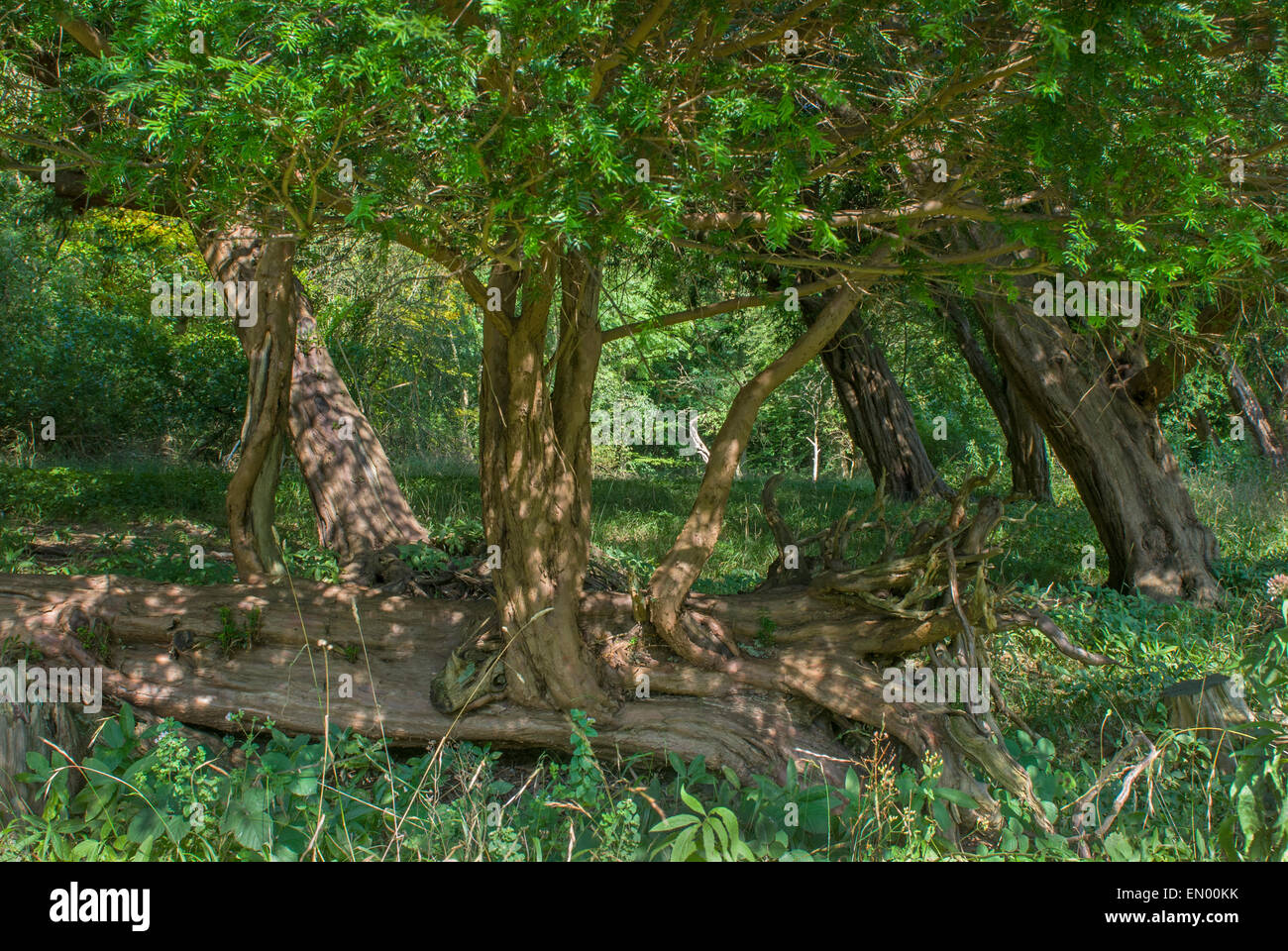 Yew tree trees hi-res stock photography and images - Alamy