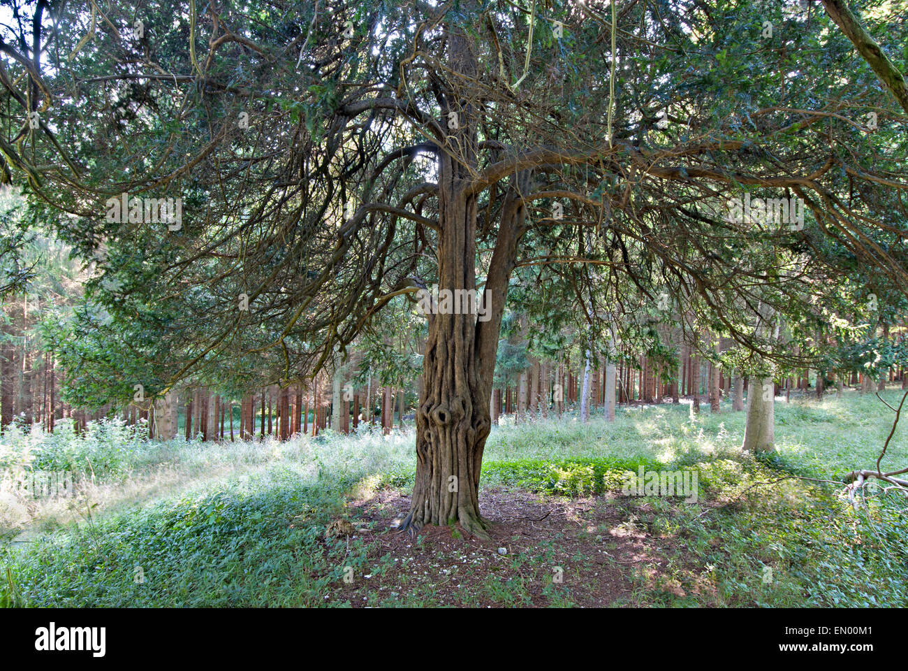 A Yew trees tree in pine woodland Stock Photo - Alamy