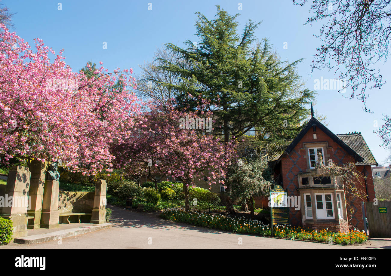 Spring at the Arboretum Park in Nottingham City Centre, Nottinghamshire ...