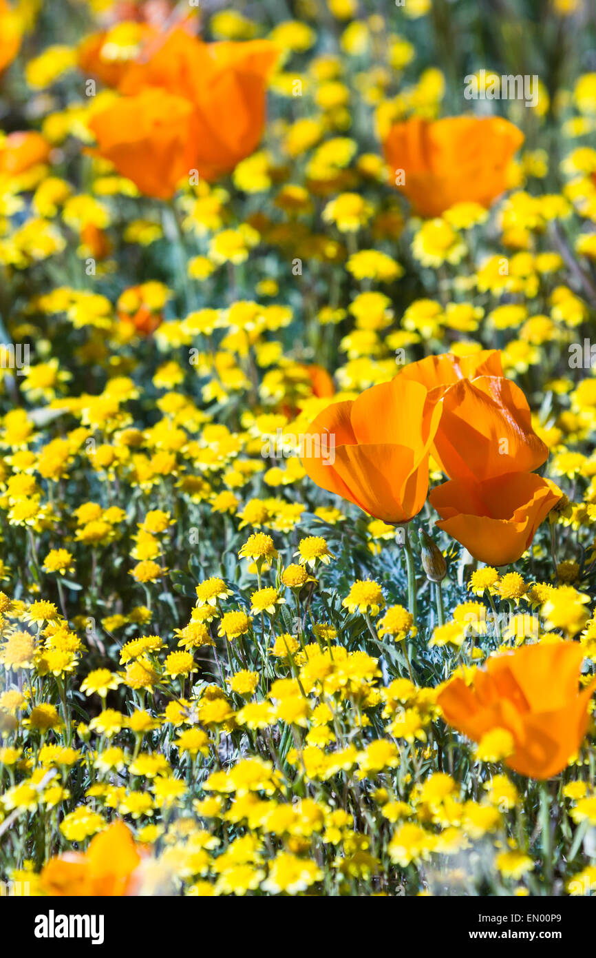 Springtime in California, thousands of flowers blooming on the hills of ...