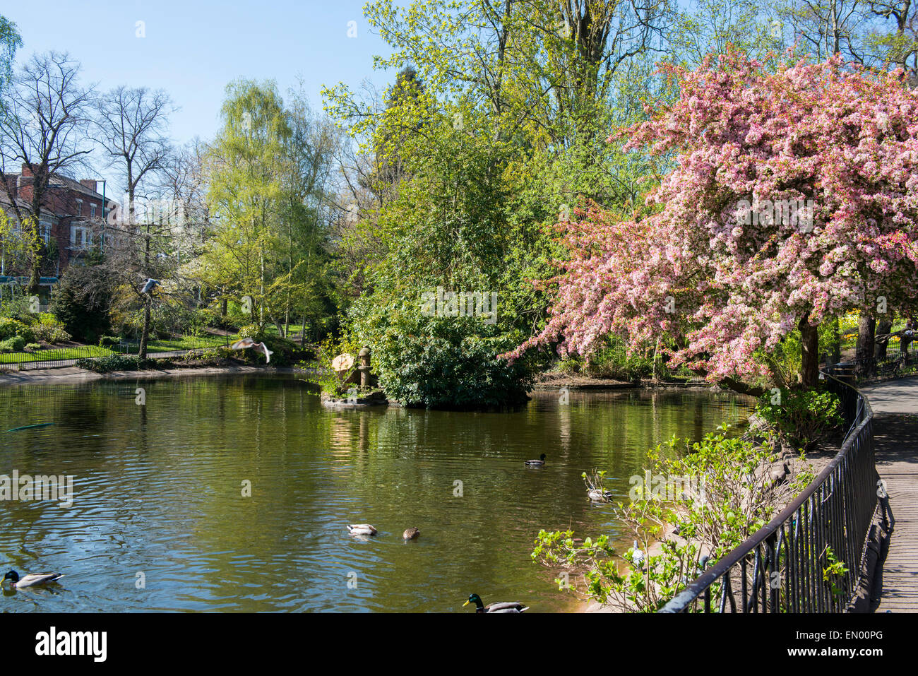 Spring at the Arboretum Park in Nottingham City Centre, Nottinghamshire ...