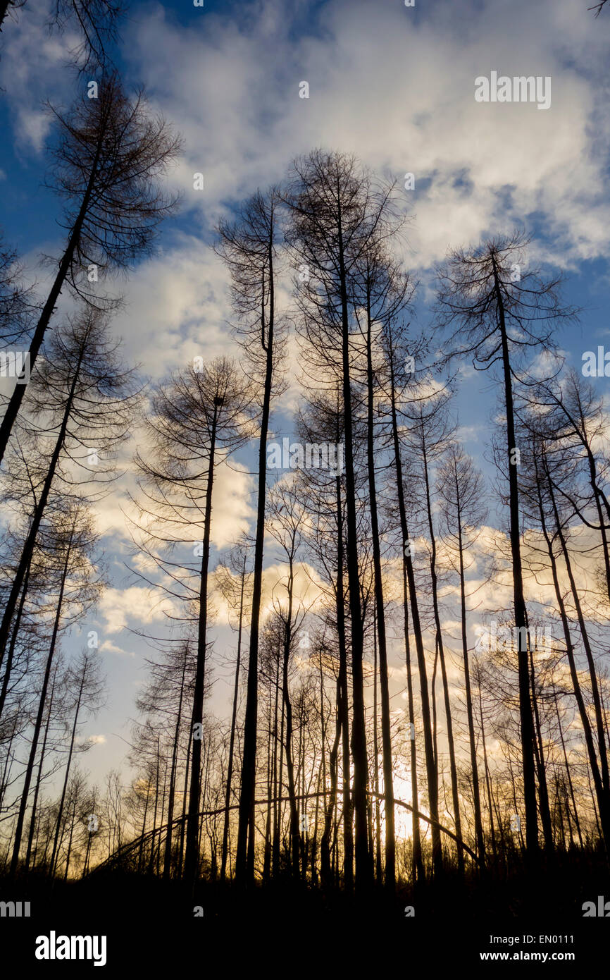 Pine copse hi-res stock photography and images - Alamy