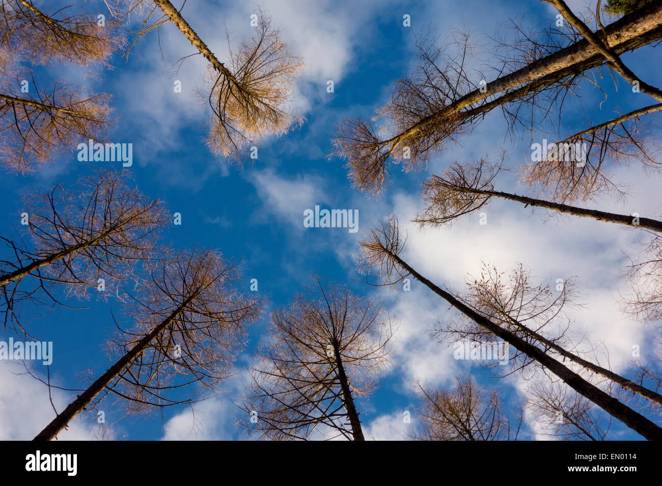 Pine trees autumn hi-res stock photography and images - Alamy