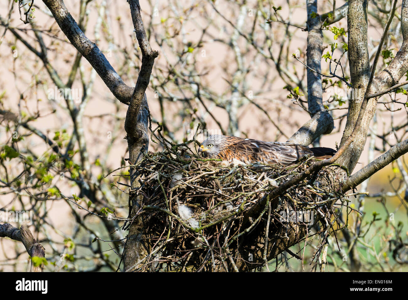 Woodlands red hi-res stock photography and images - Alamy