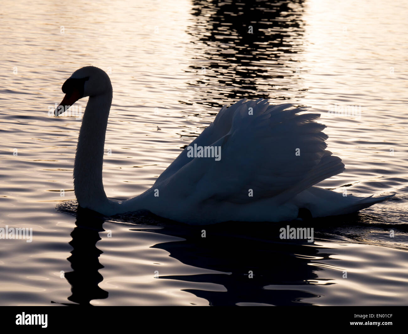 Europe, UK, England, Swan single Stock Photo - Alamy