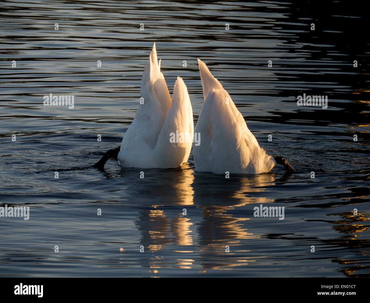 Europe, UK, England, Swan single Stock Photo - Alamy