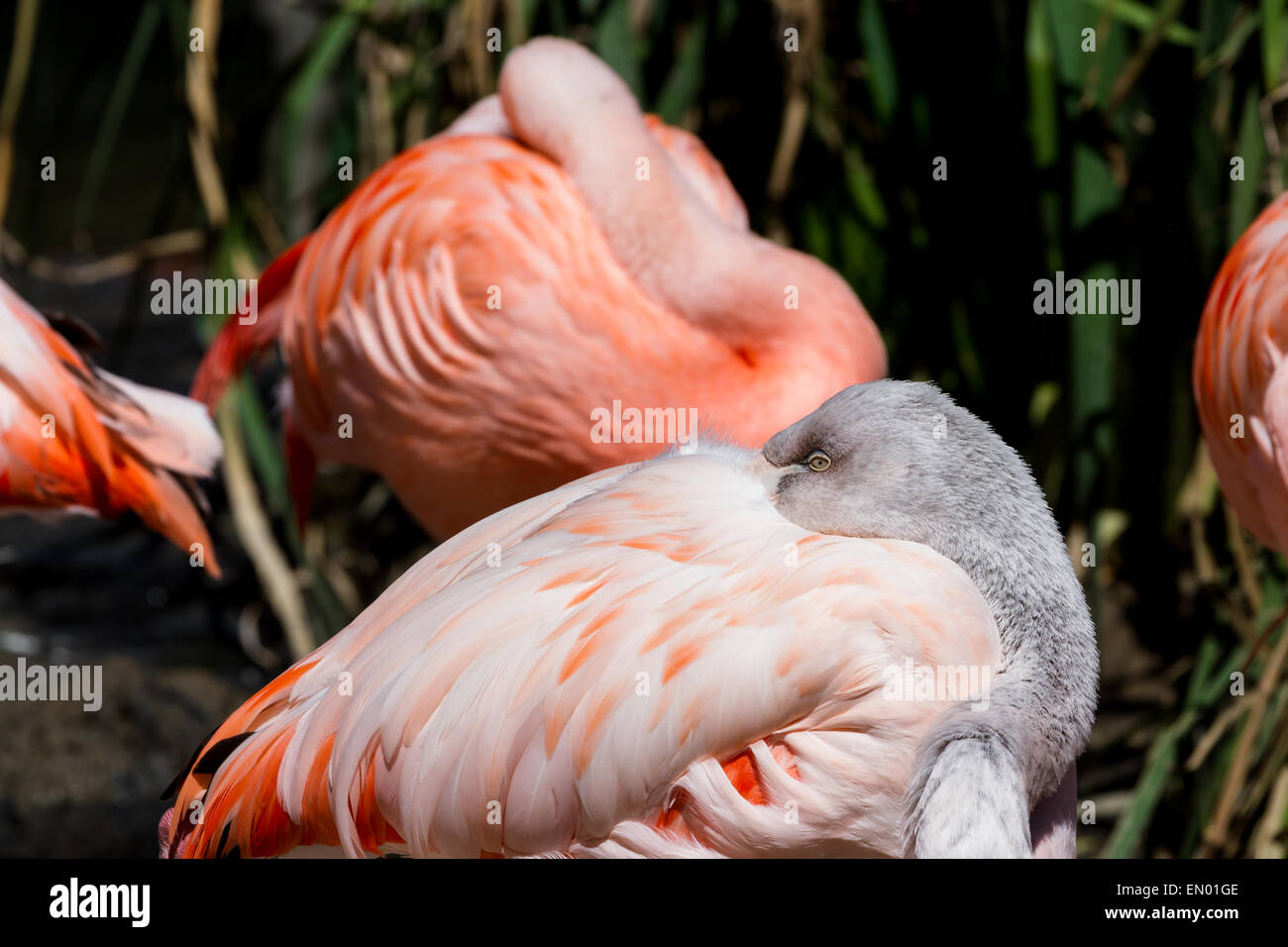 Close up sleeping flamingo hi-res stock photography and images - Alamy