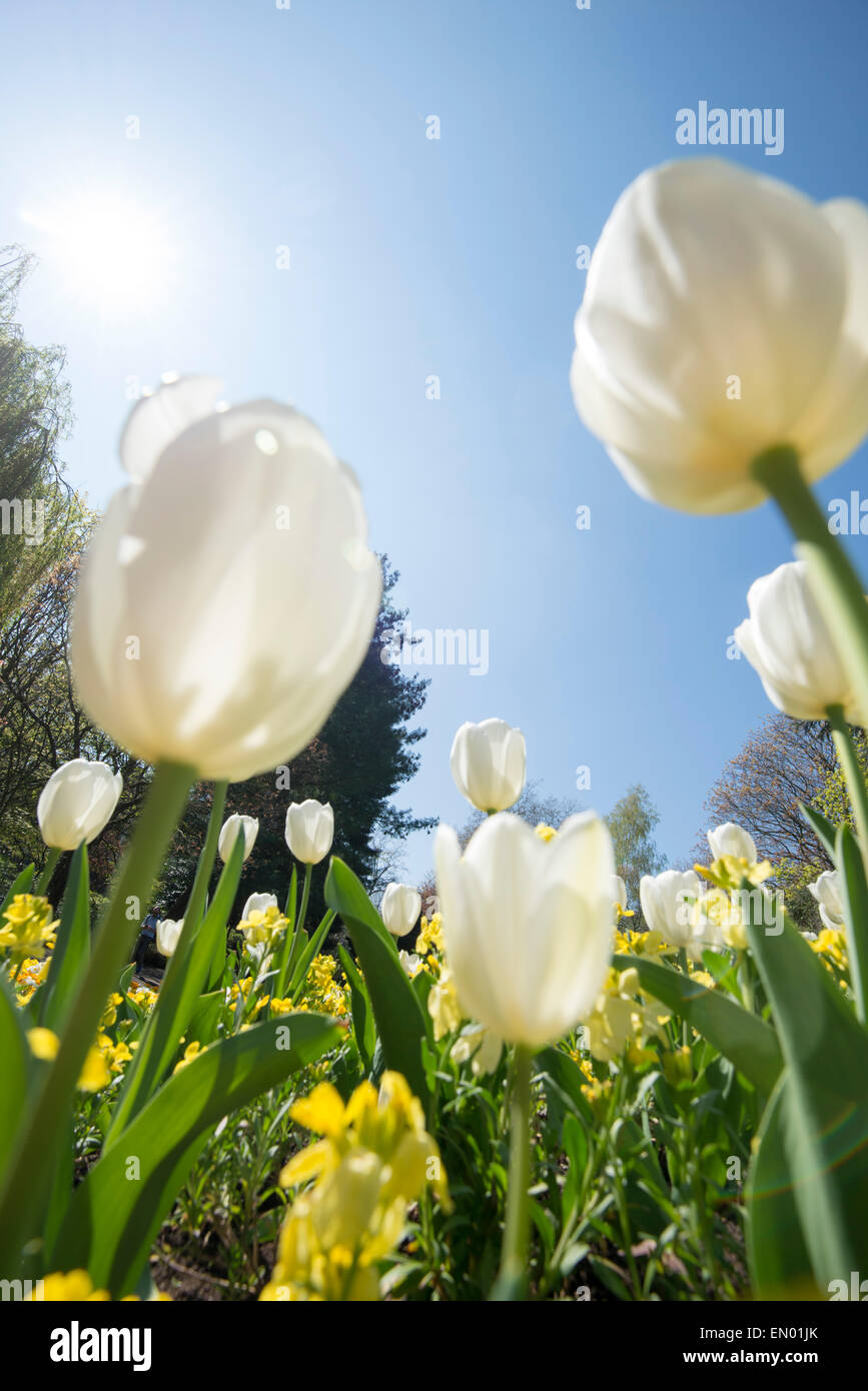 Spring tulips at Arboretum Park in Nottingham City, Nottinghamshire ...