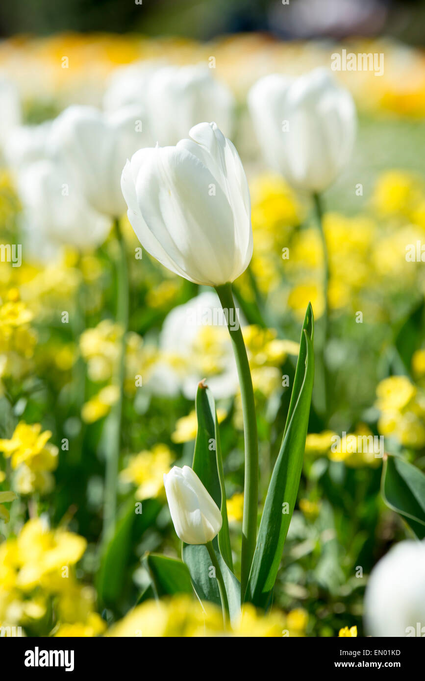 The arboretum nottingham hi-res stock photography and images - Alamy
