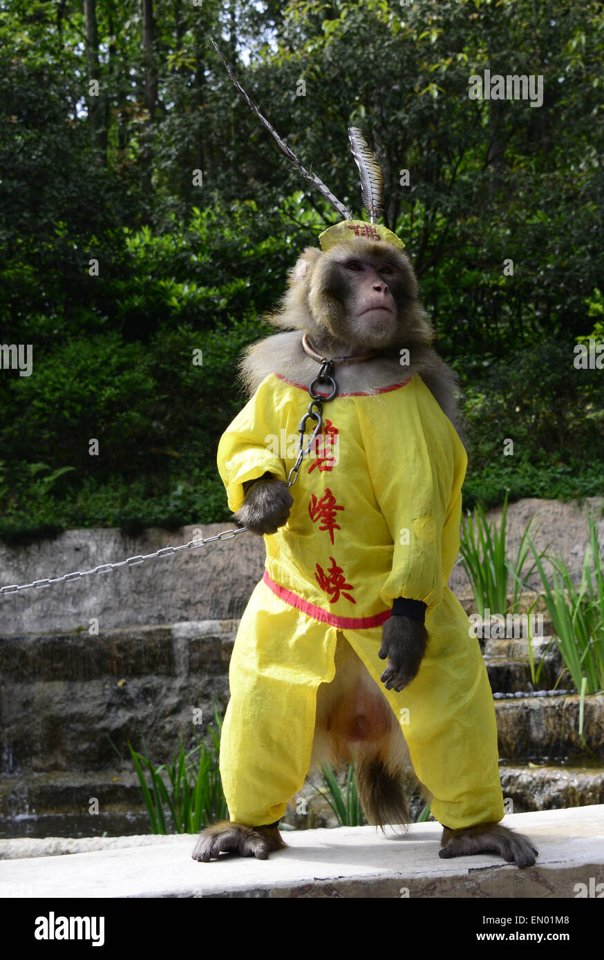 Monkey performances High Resolution Stock Photography and Images - Alamy