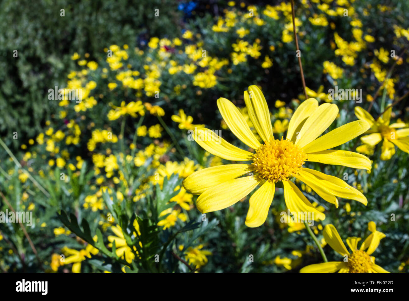 pretty daisy like flower with long stems and green hairy leaves Stock ...