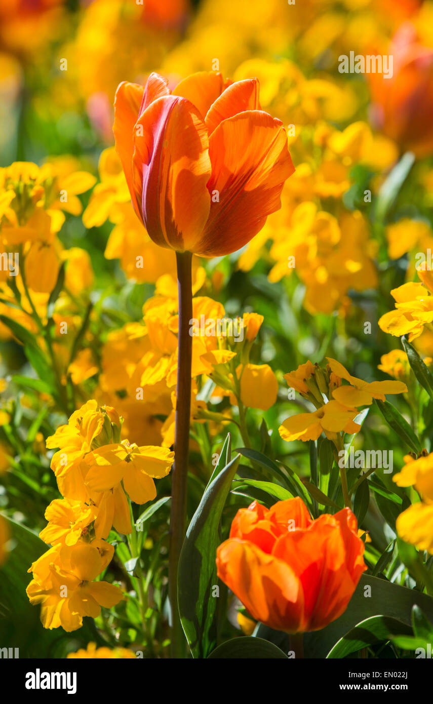 Spring tulips at Arboretum Park in Nottingham City, Nottinghamshire ...
