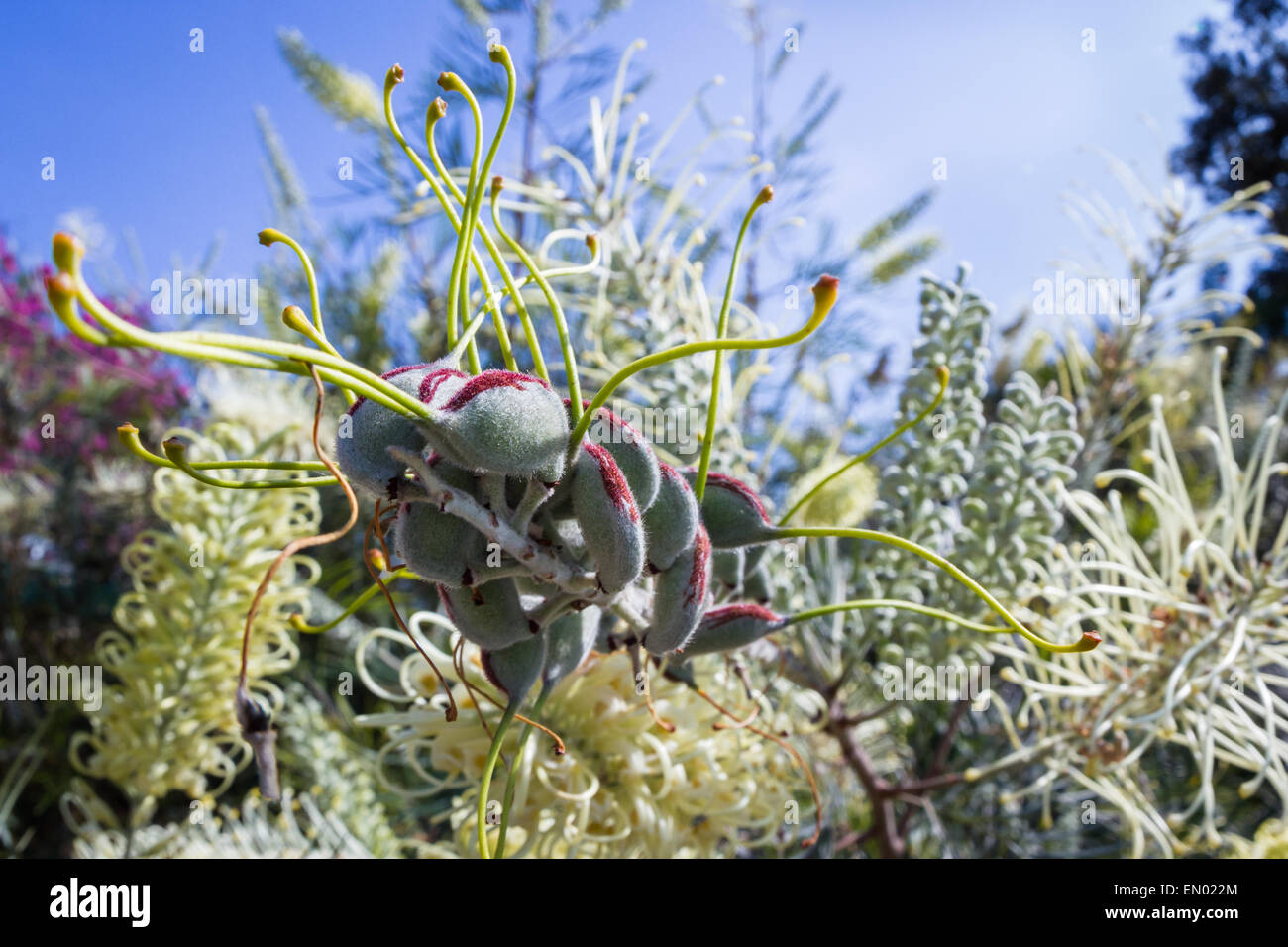 close up with a fish eye lens of an interesting plant with pods and ...