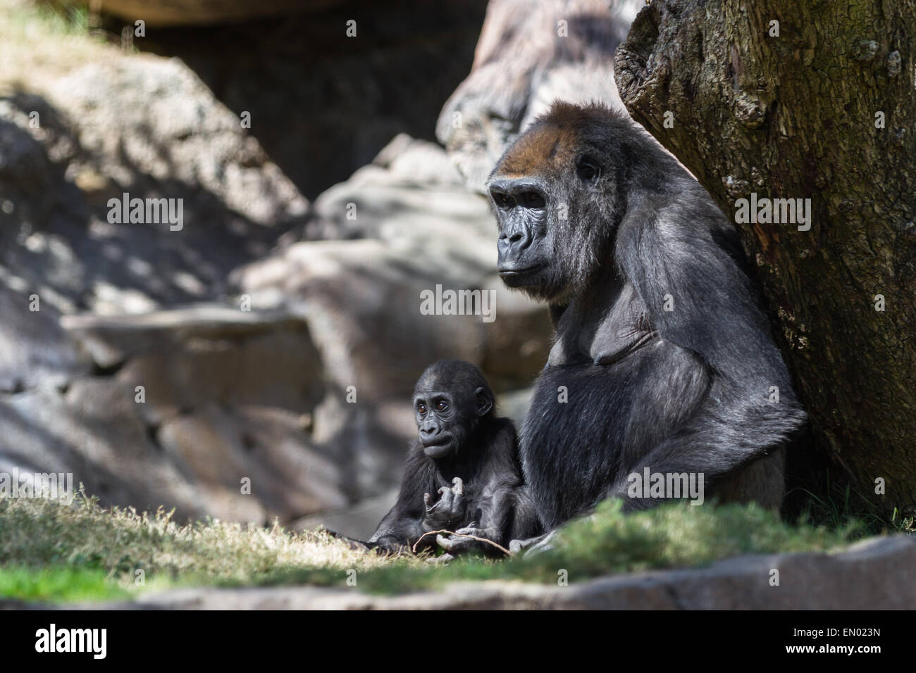 new baby gorilla at the zoo staying close to his mother Stock Photo - Alamy