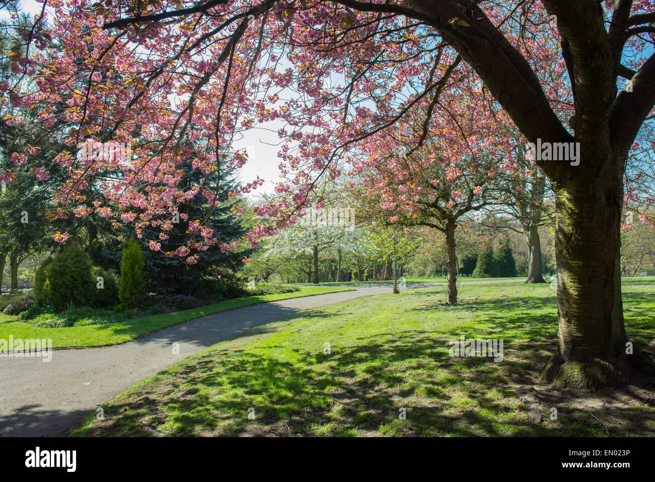 Spring at the Arboretum Park in Nottingham City Centre, Nottinghamshire ...