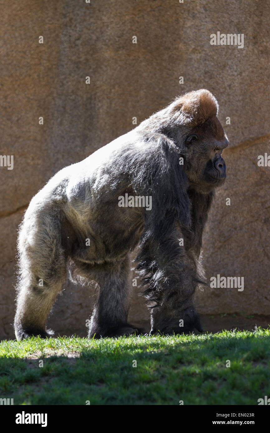 adult male western gorilla walking on green grass Stock Photo - Alamy