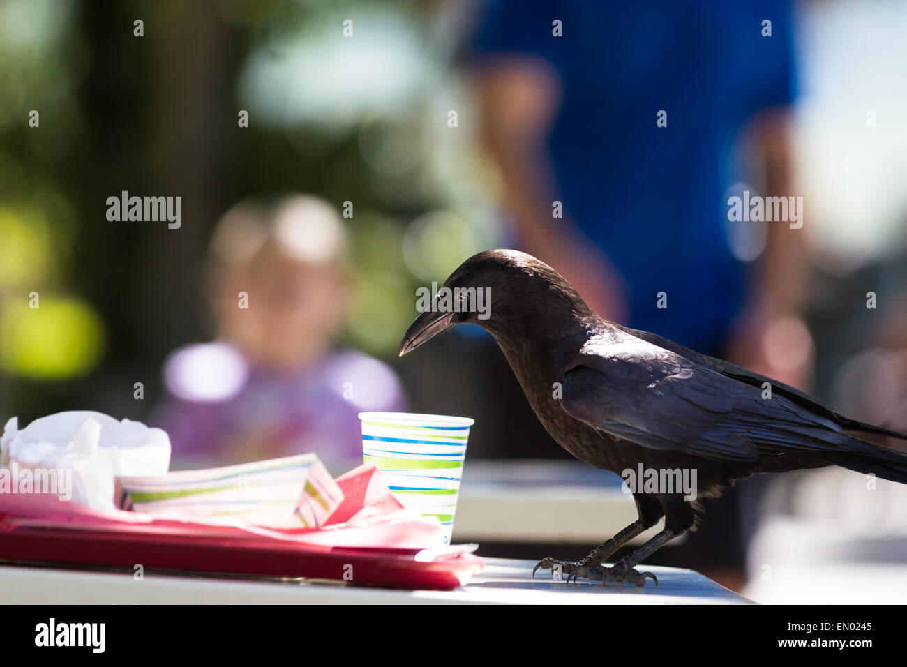 large black crow feeding on fast food leftovers at a table Stock Photo ...