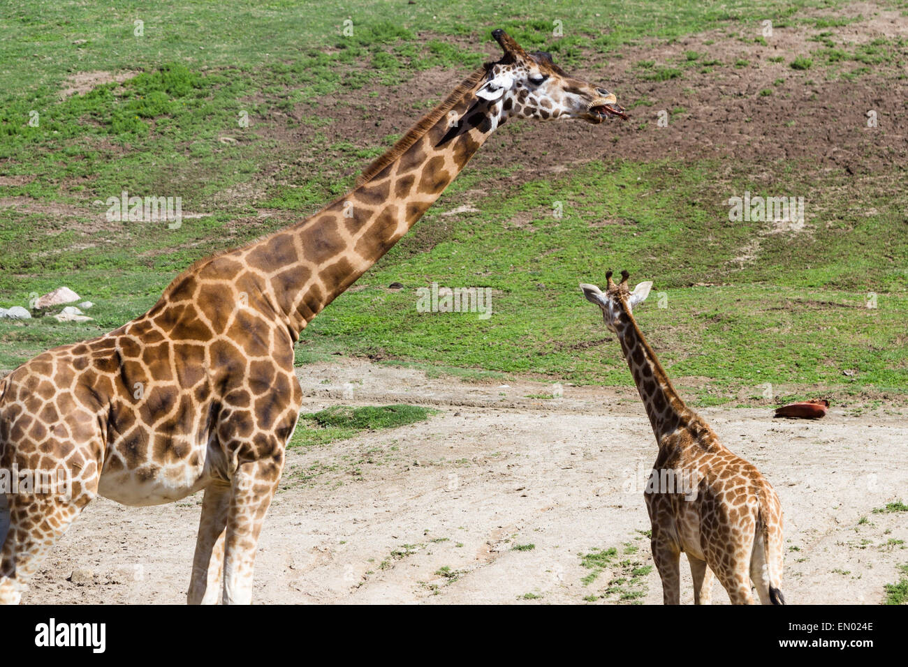 giraffe mom and young son at a zoo in southern California Stock Photo ...