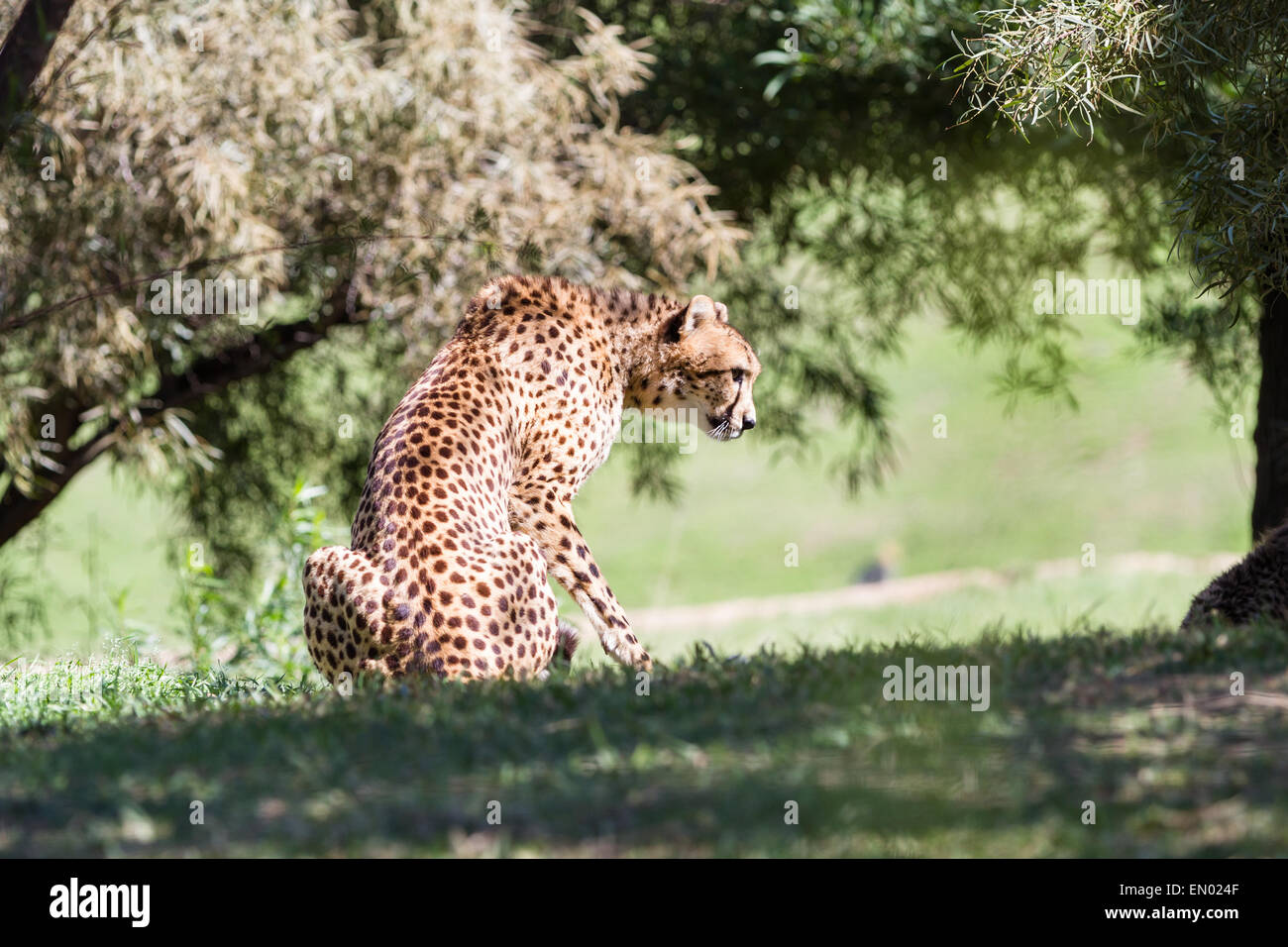 young cheetah in the afternoon on green grass in a zoo in California ...