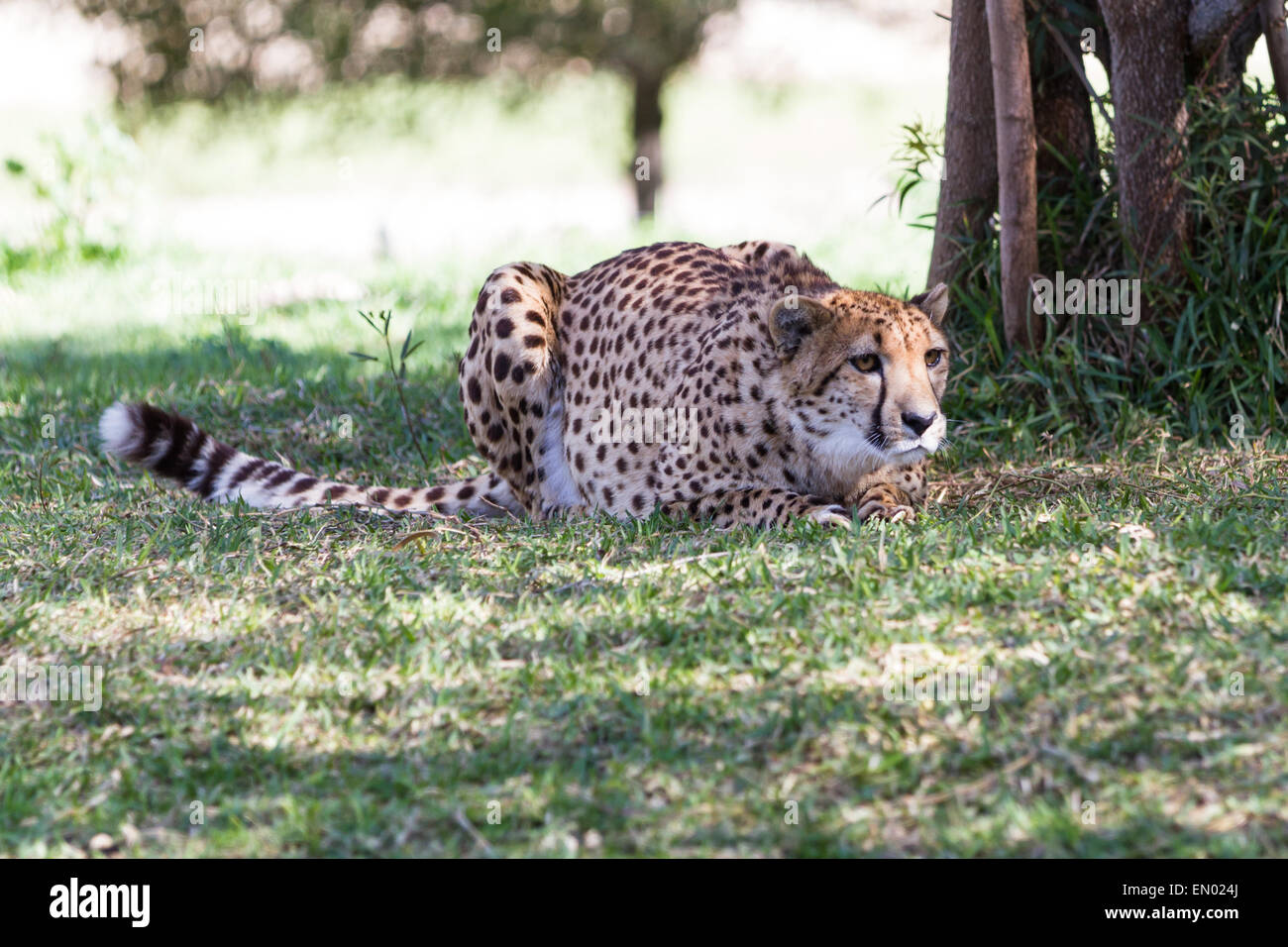 young cheetah in the afternoon on green grass in a zoo in California ...