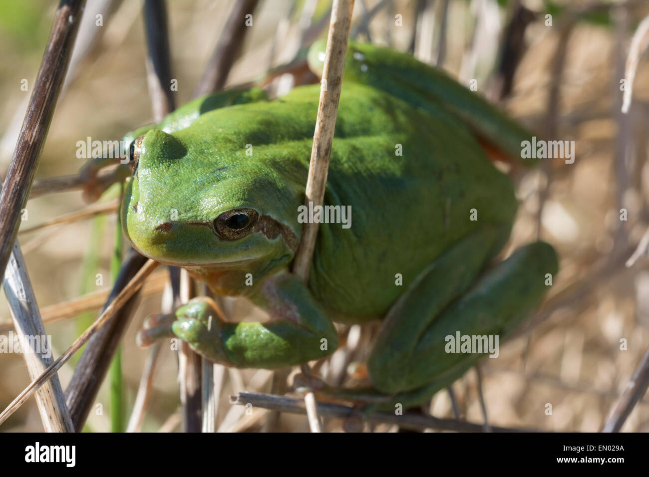 European tree frog (Hyla arborea Stock Photo - Alamy