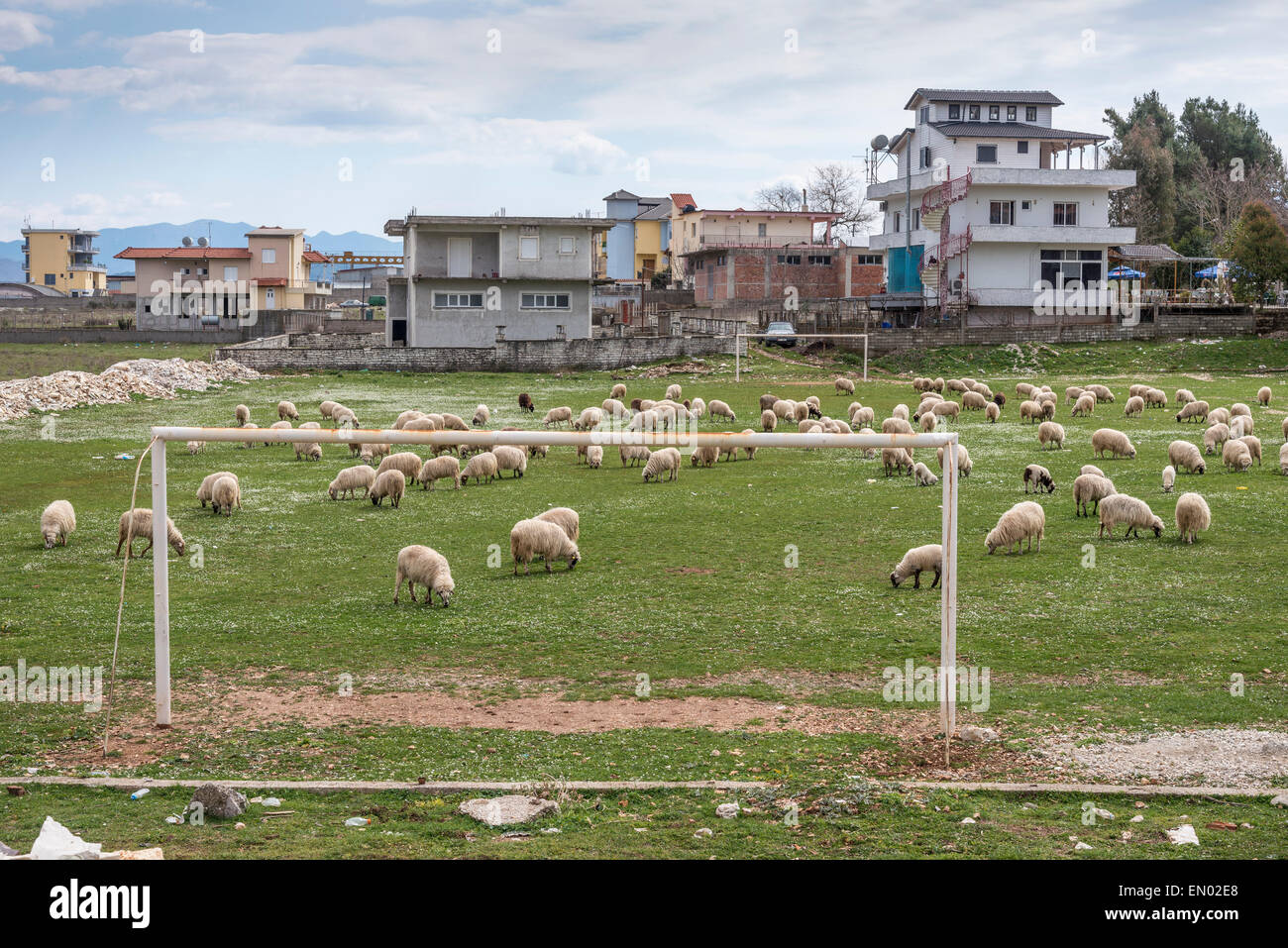 Sheep grazing on the football field at Jergucat near Gjirokastra in ...