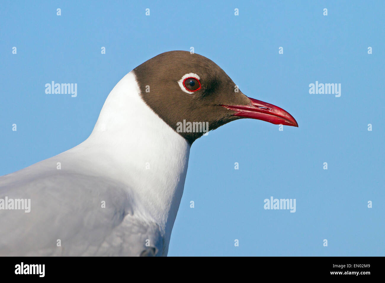 Black head gull with summer plumage hi-res stock photography and images ...