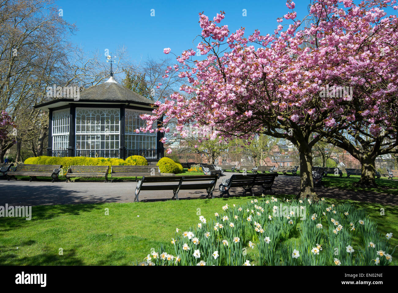 Robin cherry blossom hi-res stock photography and images - Alamy