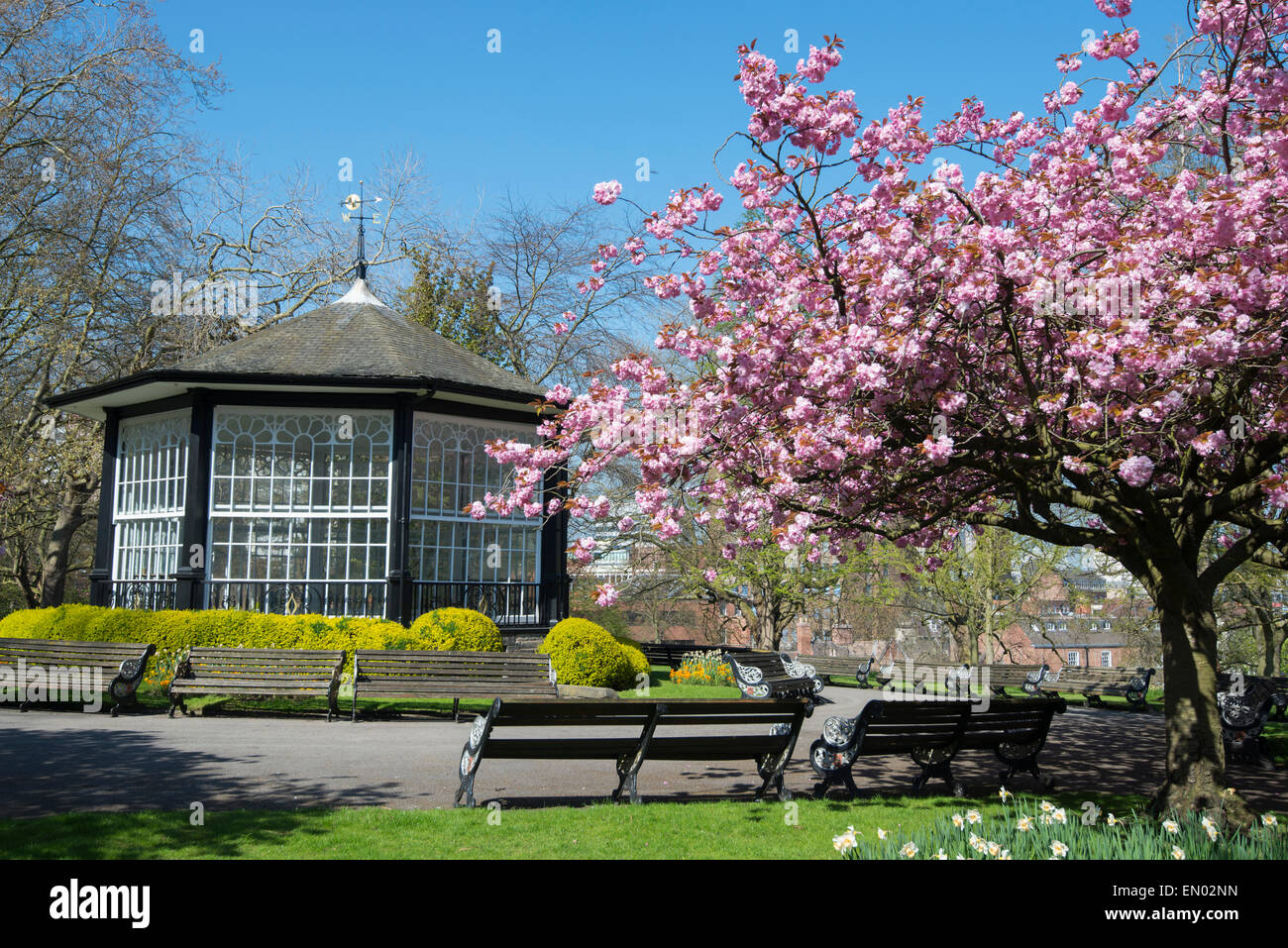 Robin cherry blossom hi-res stock photography and images - Alamy