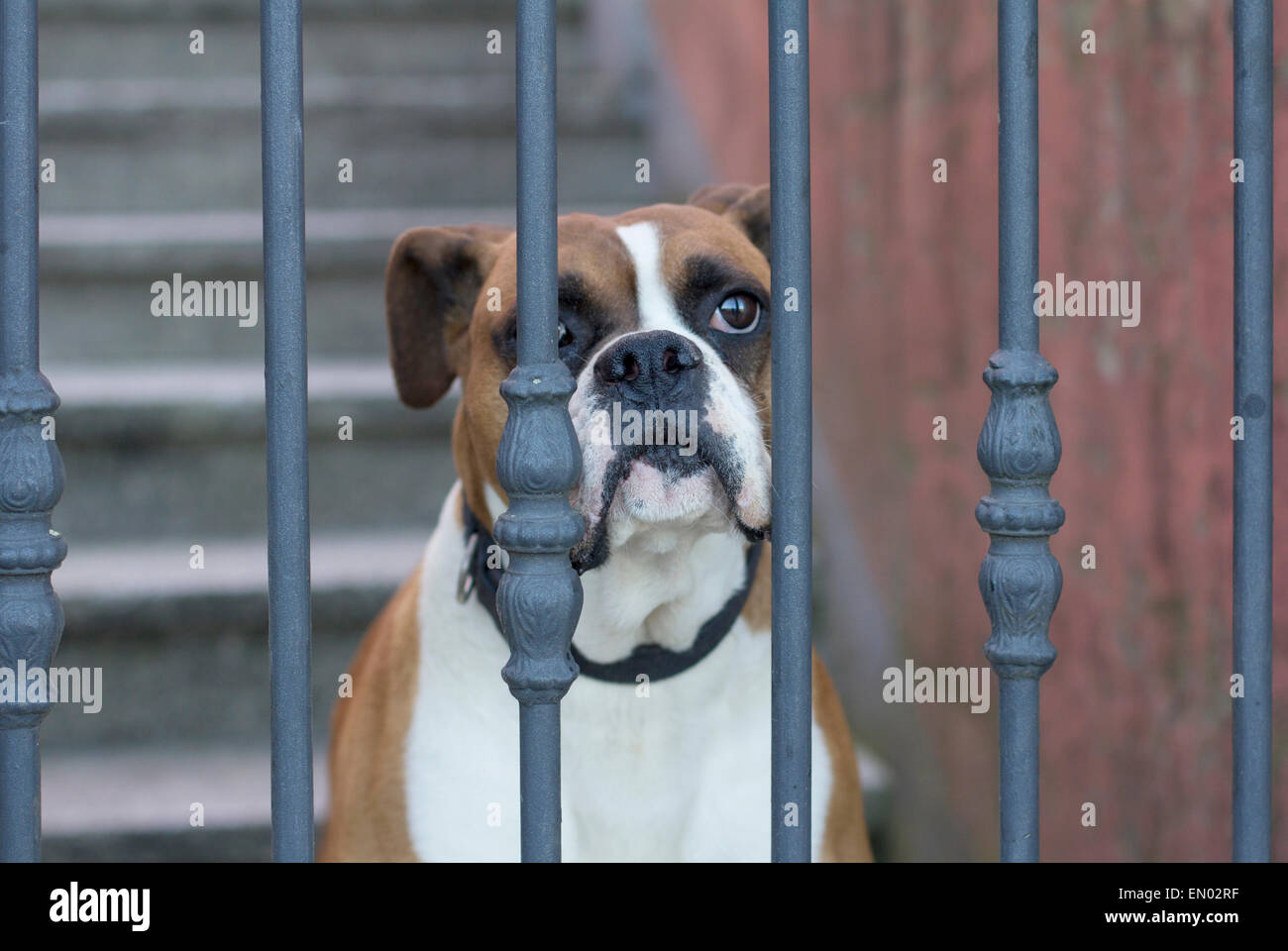 Boxer dog at the fence hi-res stock photography and images - Alamy