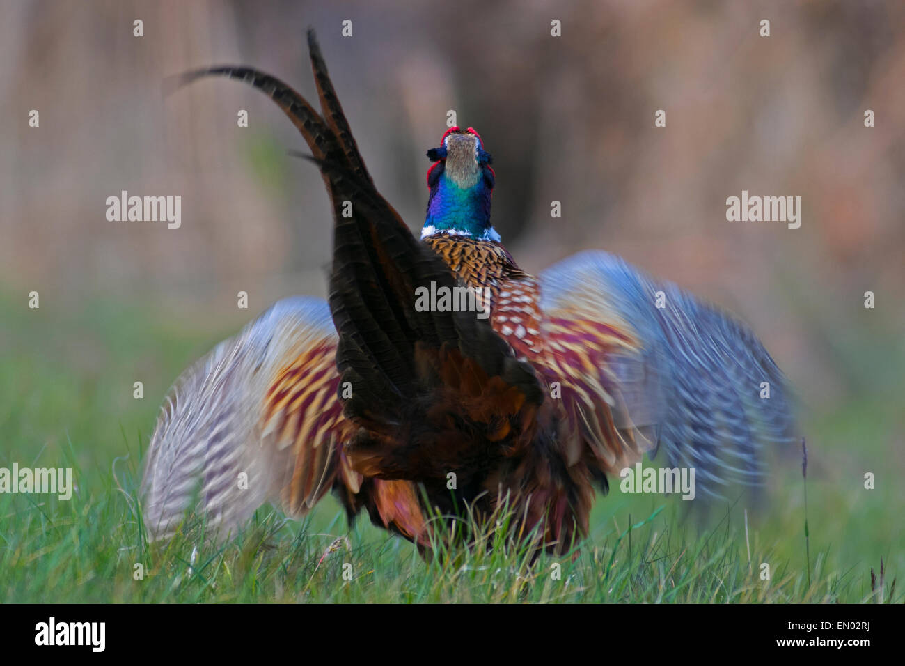 Common pheasant (Phasianus colchicus) Display wings tail Stock Photo ...