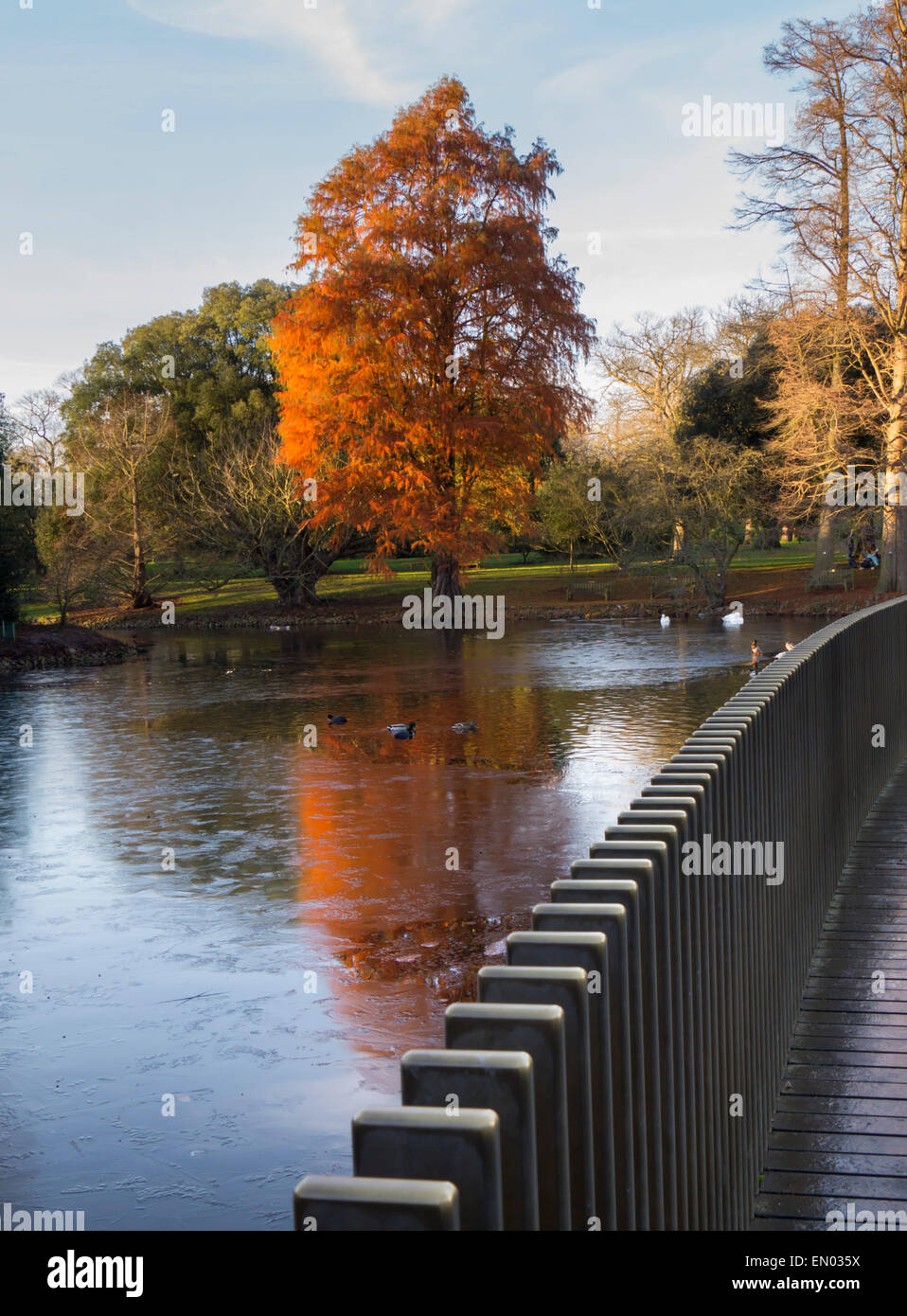 Europe, UK, England, London, Kew Gardens red tree Stock Photo - Alamy