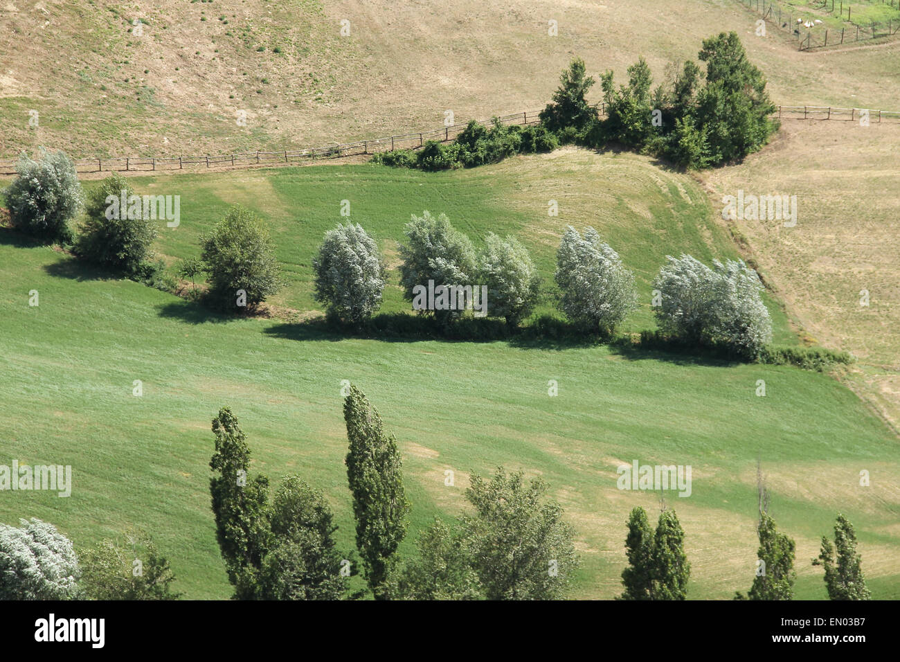 trees in Provence Stock Photo - Alamy